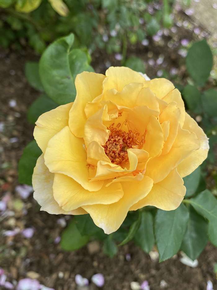 Mondorf-les-Bains - Lëtzebuerger Rousefrënn