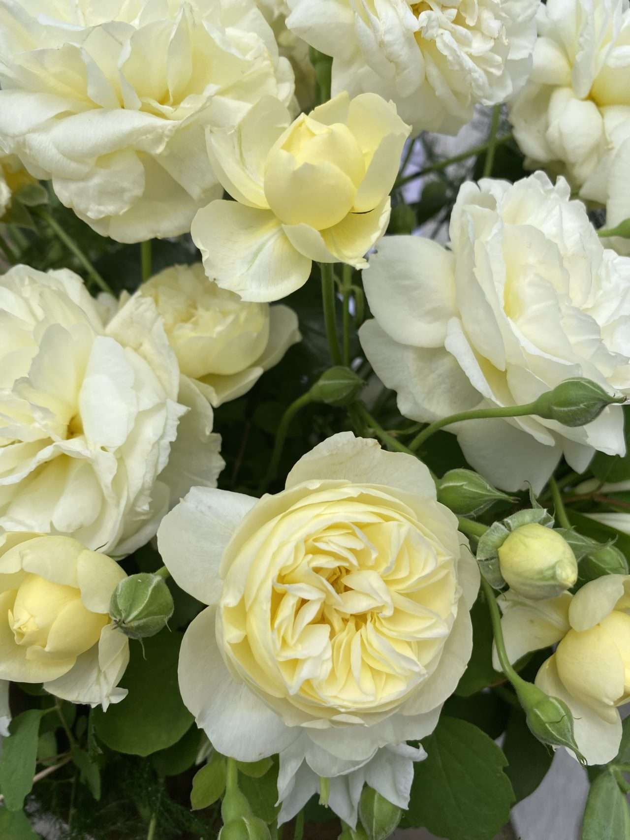 Margarette Golding - Lëtzebuerger Rousefrënn