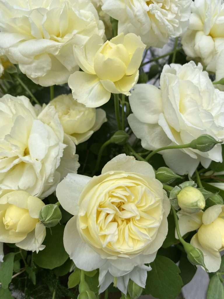 Margarette Golding - Lëtzebuerger Rousefrënn